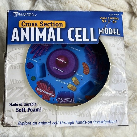Learning Resources | Other | Animal Cell Cross Section From Learning ...